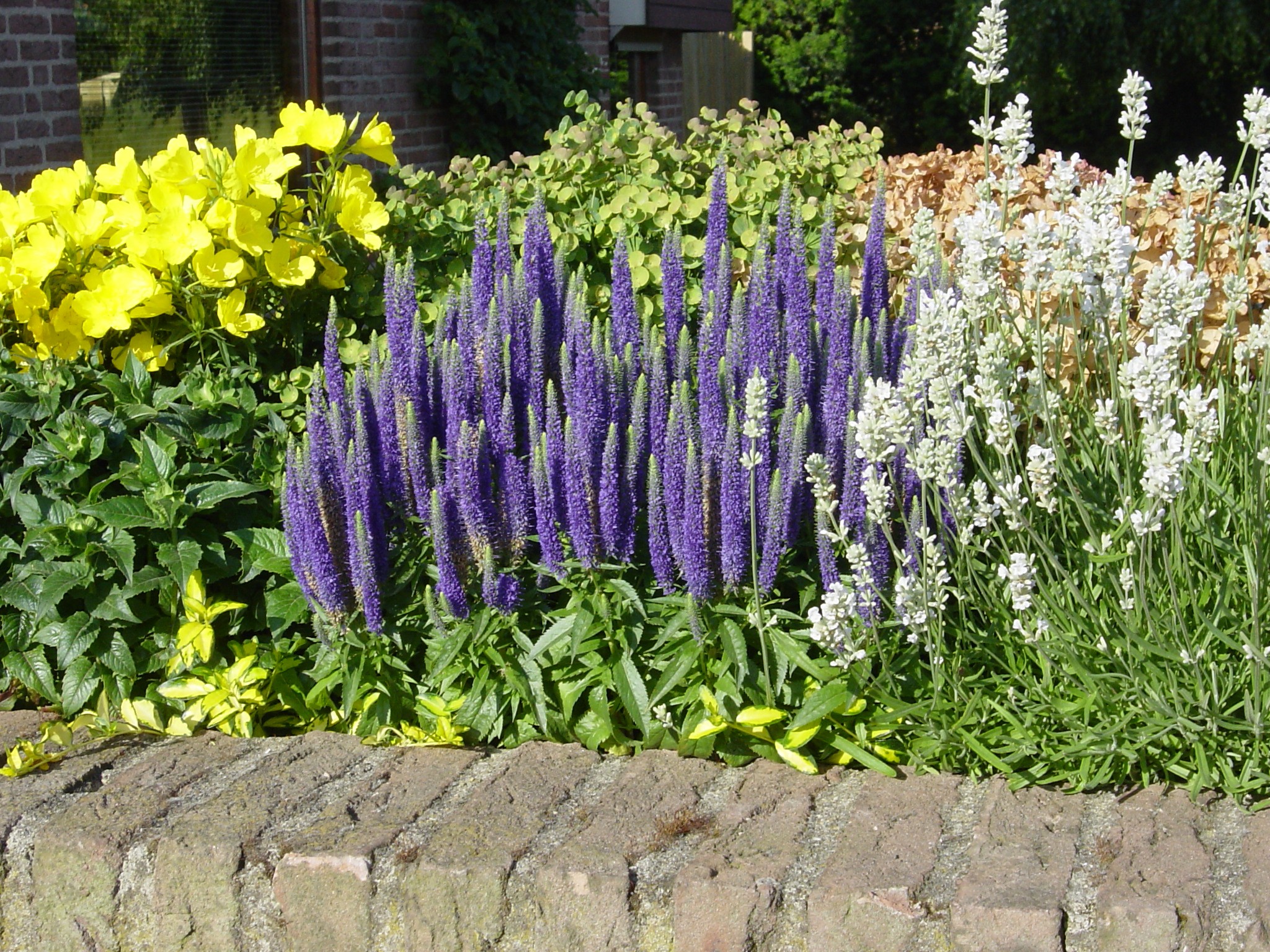Купить Вероника колосистая Ульстер Дварф Блю (Veronica spicata Ulster ...