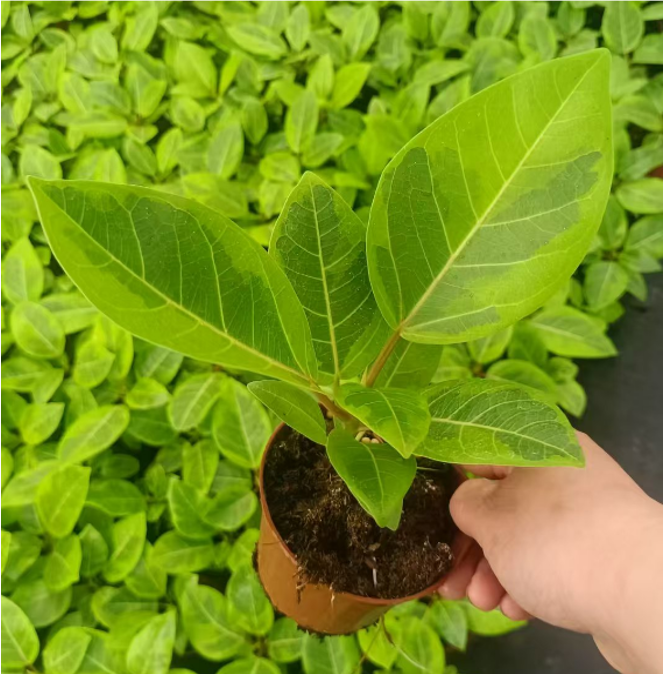 Купить Banyan tree Golden Fortune Banyan в Москве с доставкой по России